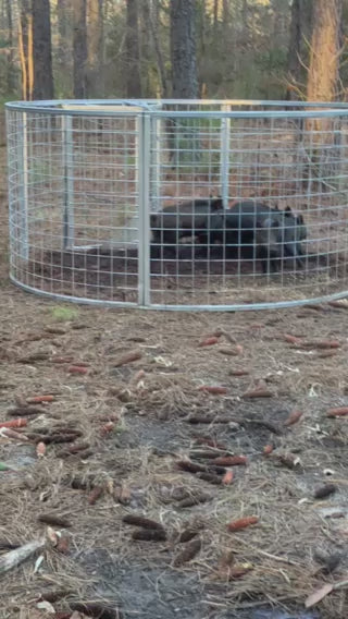 Two (2) Texas Swine Saloon Hog Traps