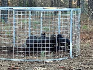 Two (2) Texas Swine Saloon Hog Traps – RED RIVER ARENAS