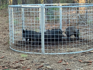 Two (2) Texas Swine Saloon Hog Traps – RED RIVER ARENAS